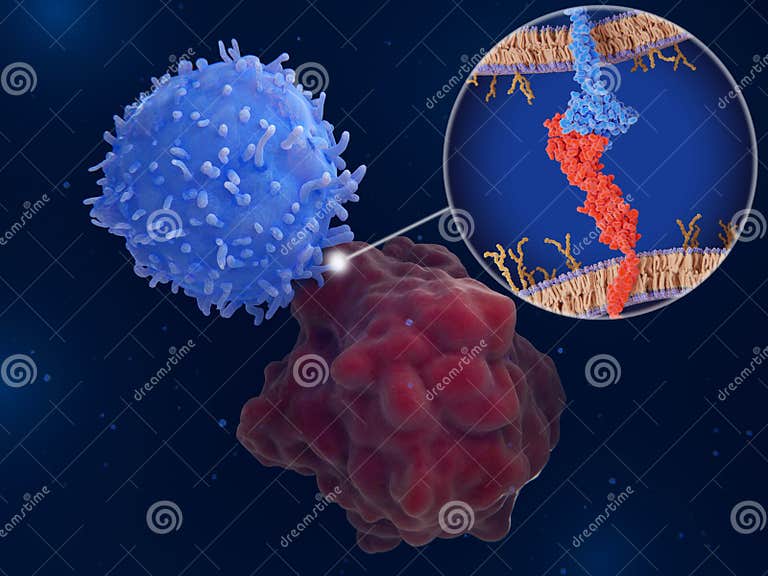 Immune Checkpoint: Interaction between PD-1 and PD-L1 Inhibits T-cells ...