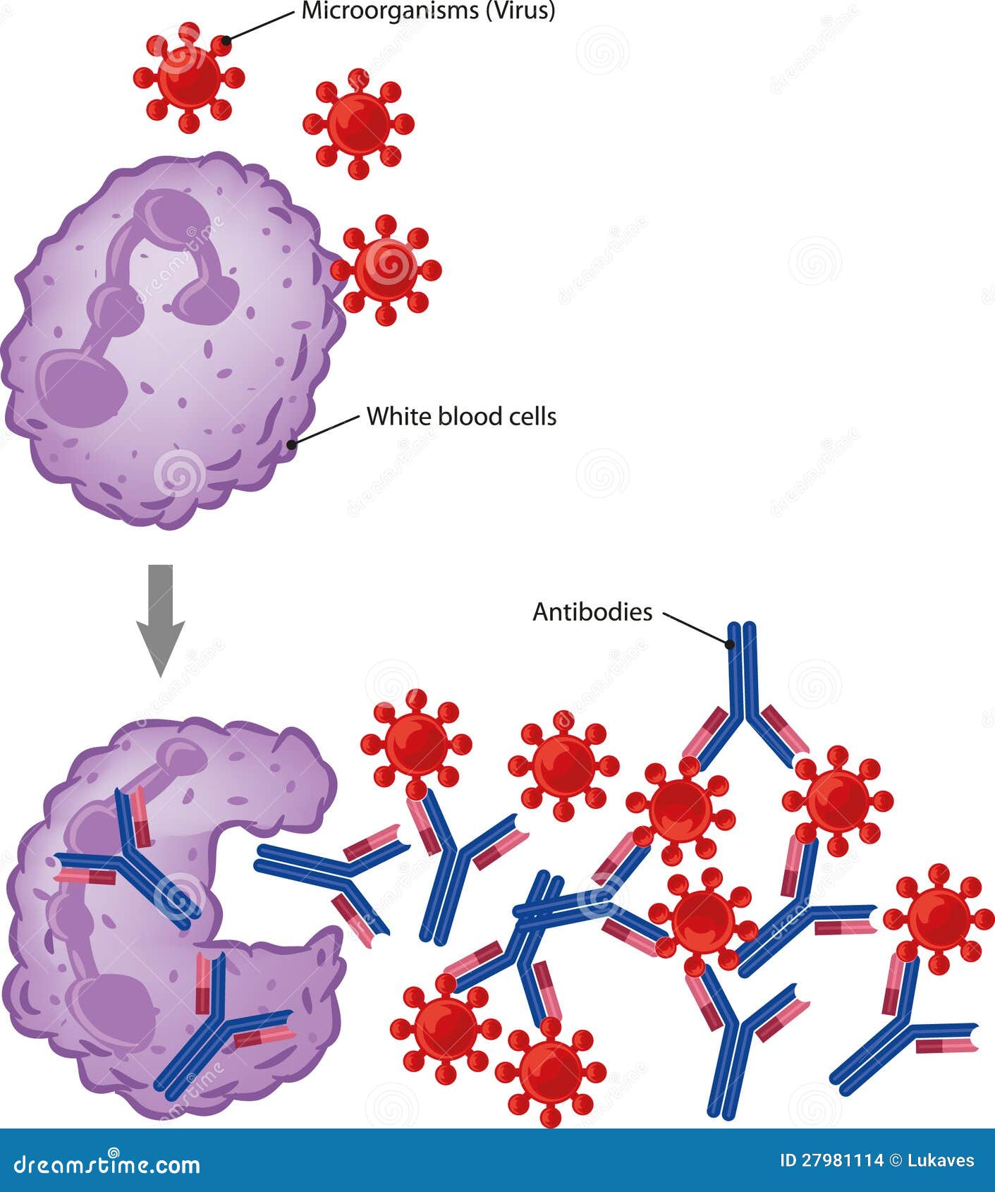 Immune response stock vector. Illustration of chemical - 27981114