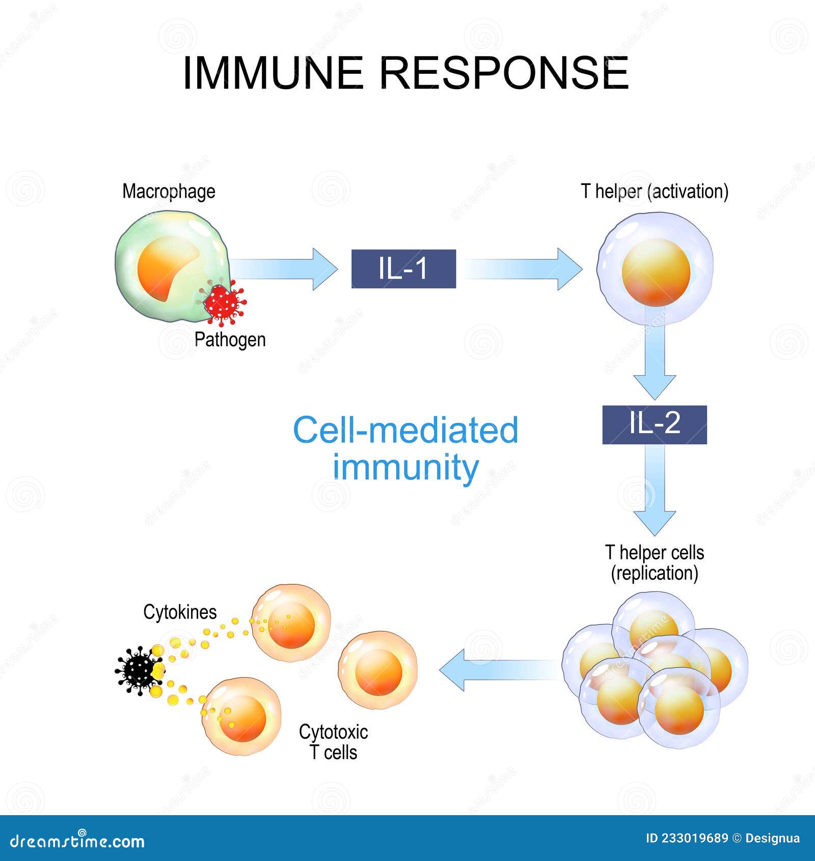 Immune Response. Cell-mediated Immunity Cartoon Vector | CartoonDealer ... Immune Response. Cell-mediated Immunity Cartoon Vector | CartoonDealer ...