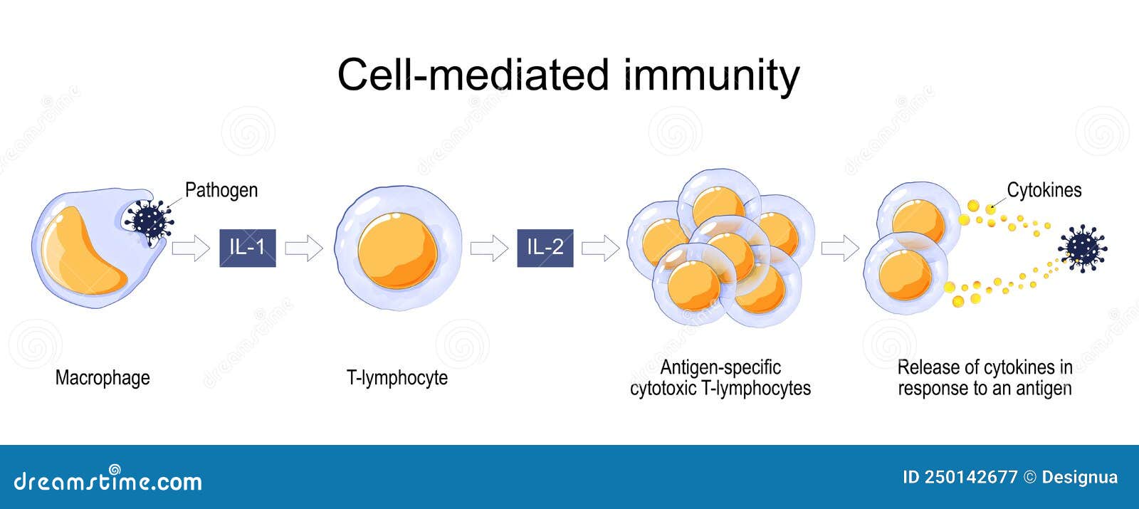 Immune Response Cell Mediated Immunity Stock Vector Illustration Of Lymphocyte Bcell 250142677
