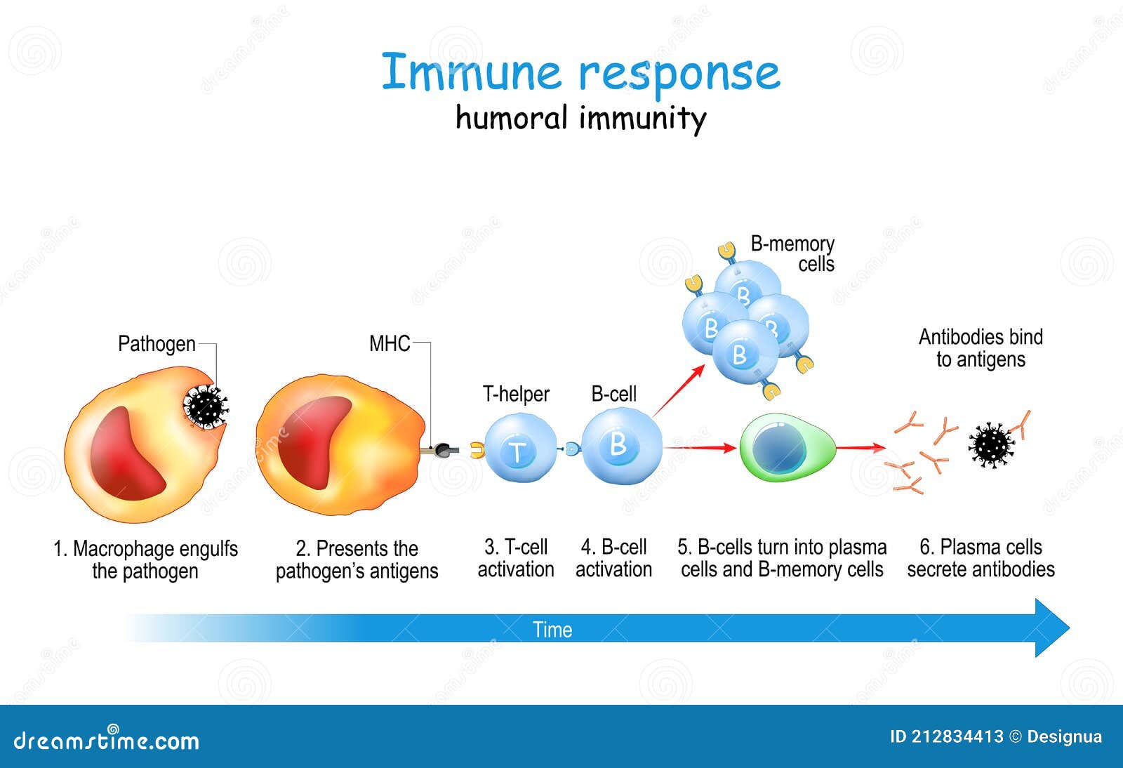 Immune Response. Humoral Immunity Stock Vector - Illustration of ... Immune Response. Humoral Immunity Stock Vector - Illustration of ...