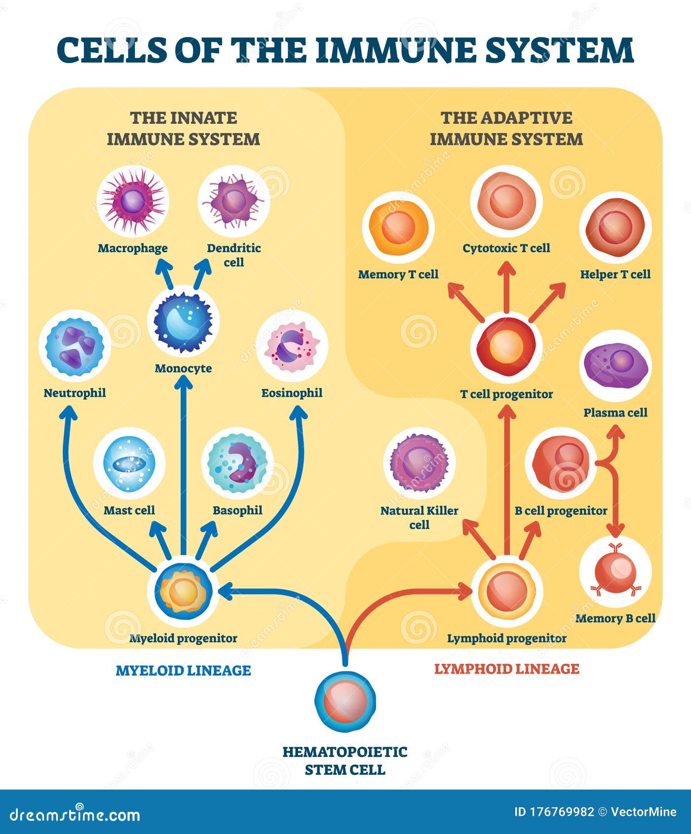 Inflammation. Innate Immune System Cartoon Vector | CartoonDealer.com ... Inflammation. Innate Immune System Cartoon Vector | CartoonDealer.com ...