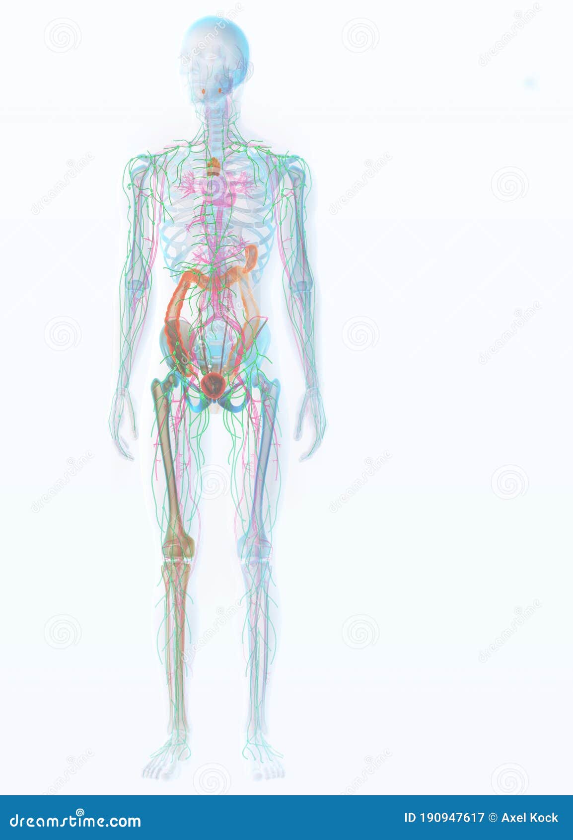 Immune System, Medically 3D Illustration Stock Illustration ...