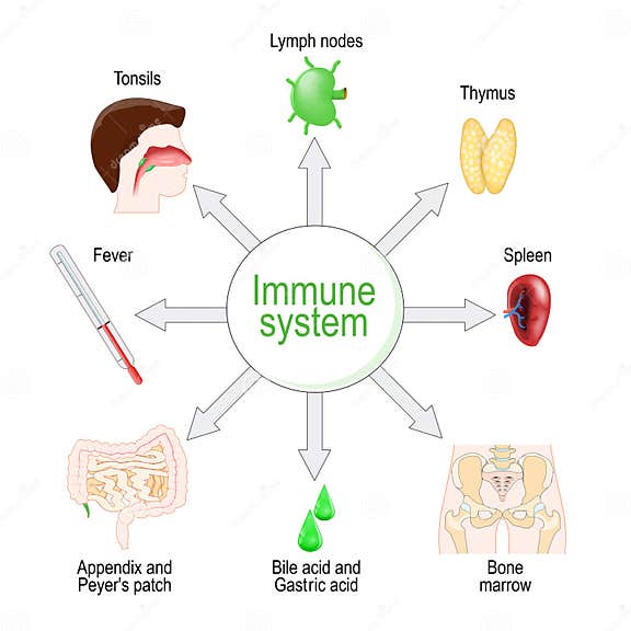 Immune System. Organs and Function Stock Vector - Illustration of ...