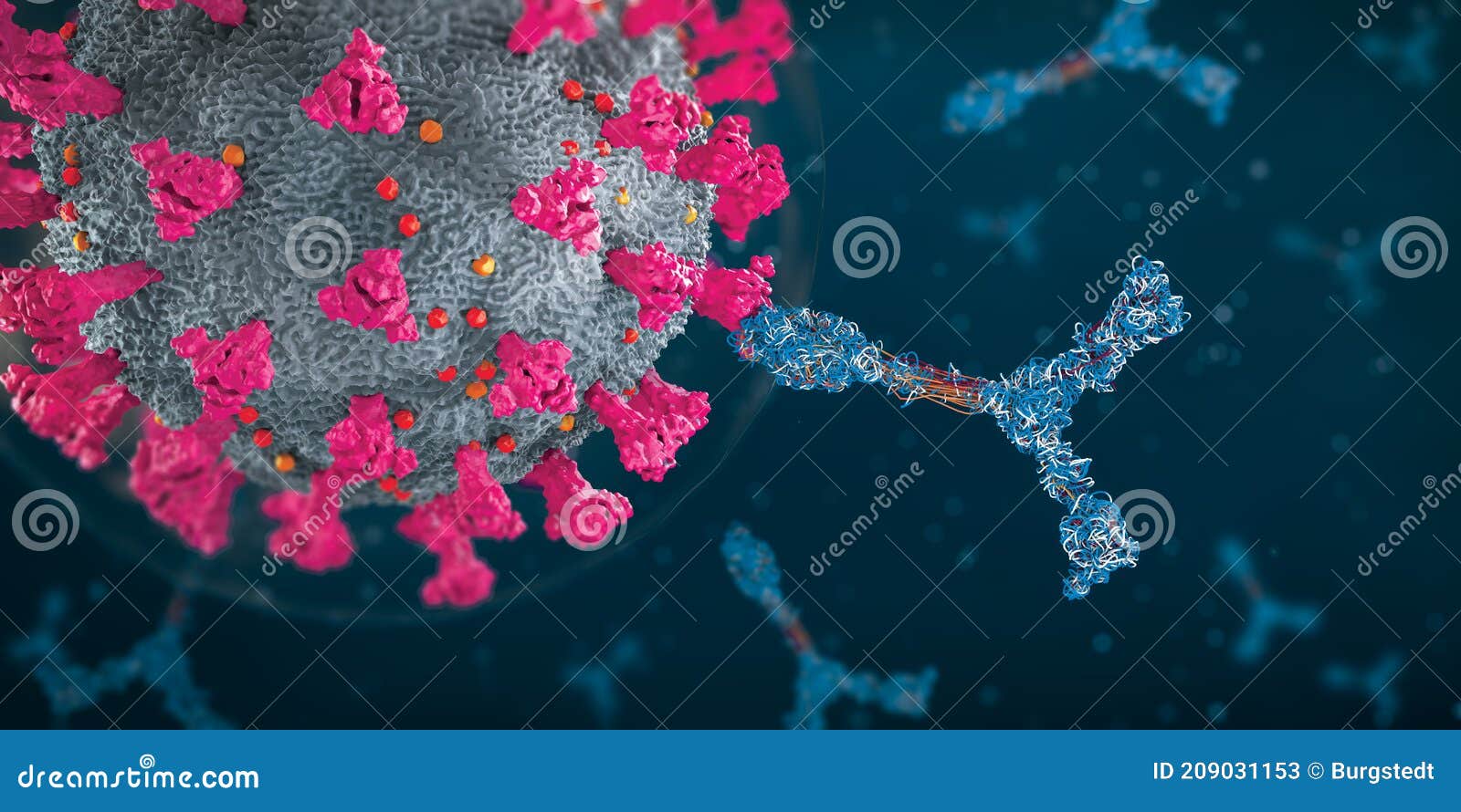 Immunoglobulin or Antibody Proteins Attack a Corona Virus Pathogen Cell ...