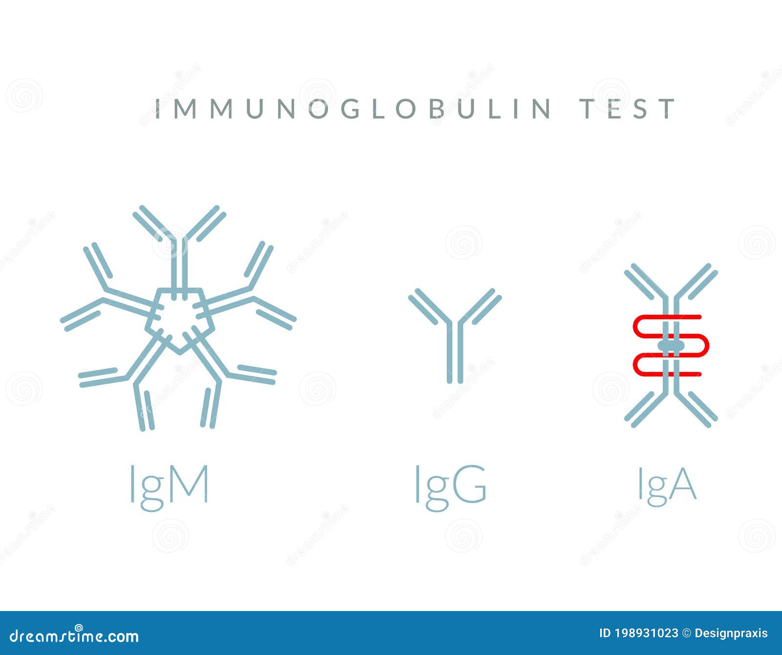Immunoglobulin Test - Complex Protein - Icon Cartoon Vector ...