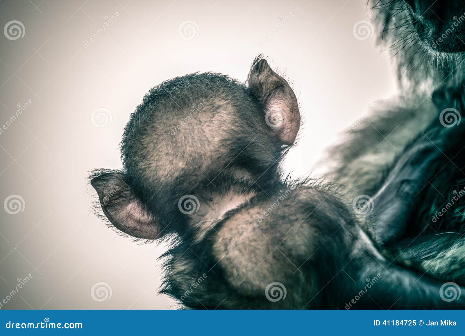 Imp stock image. Image of rear, demon, side, creature - 41184725