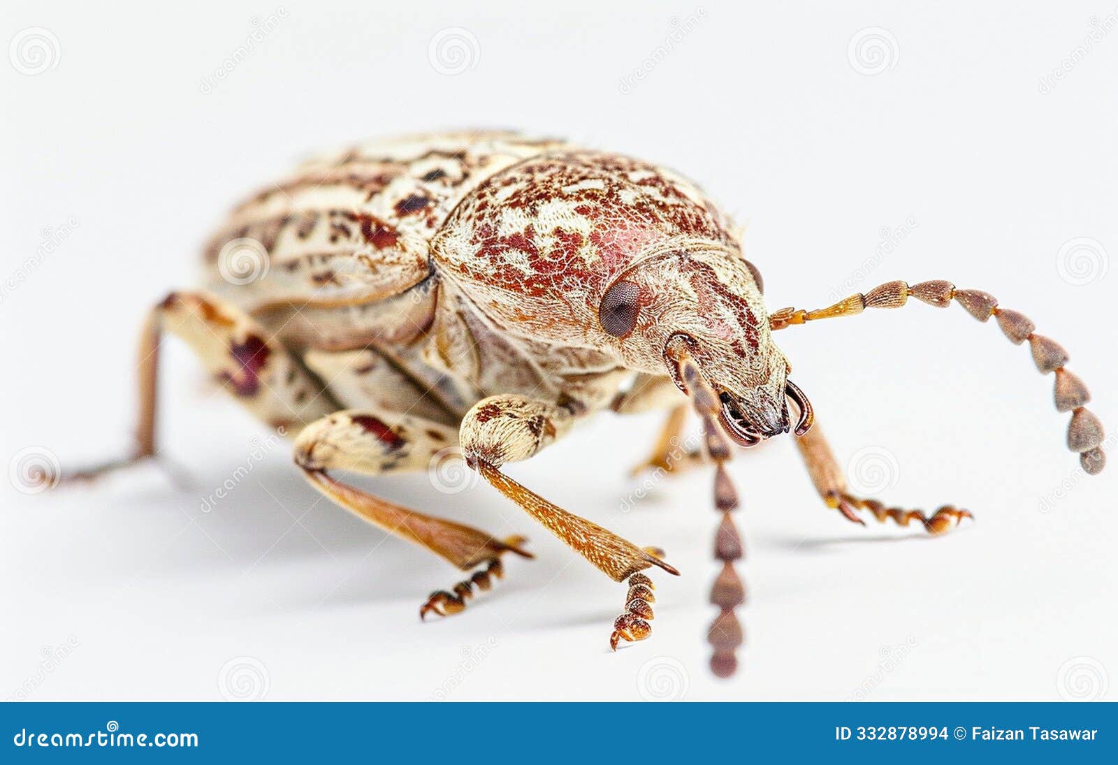 The Impact of Rice Weevils on Grain Storage -Generative Ai Stock Photo ...