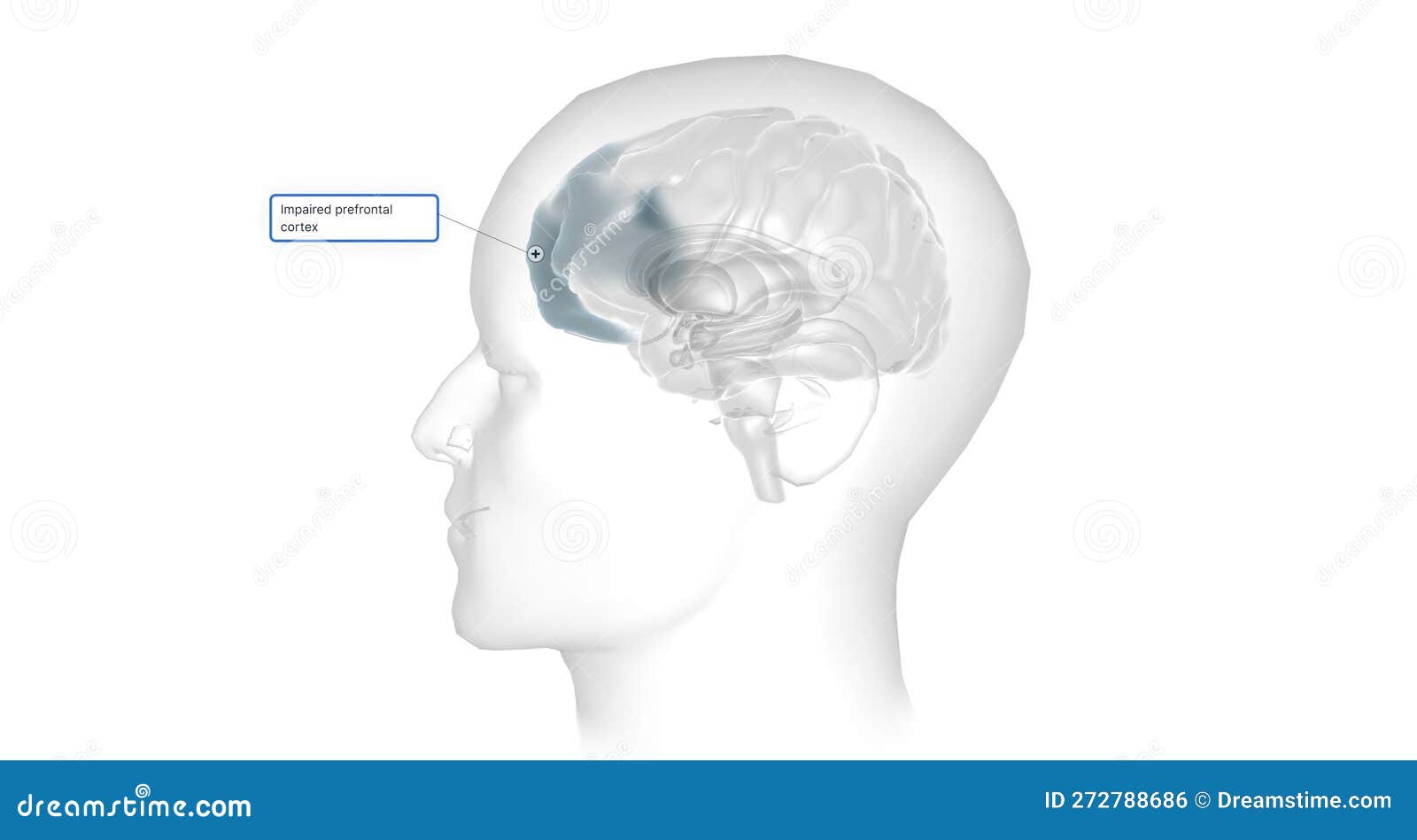 Prefrontal Cartoons, Illustrations & Vector Stock Images - 204 Pictures ...