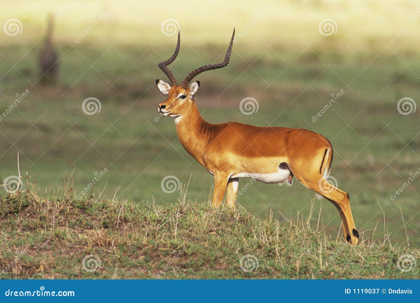 Impala stock image. Image of africa, african, antelope - 1119037