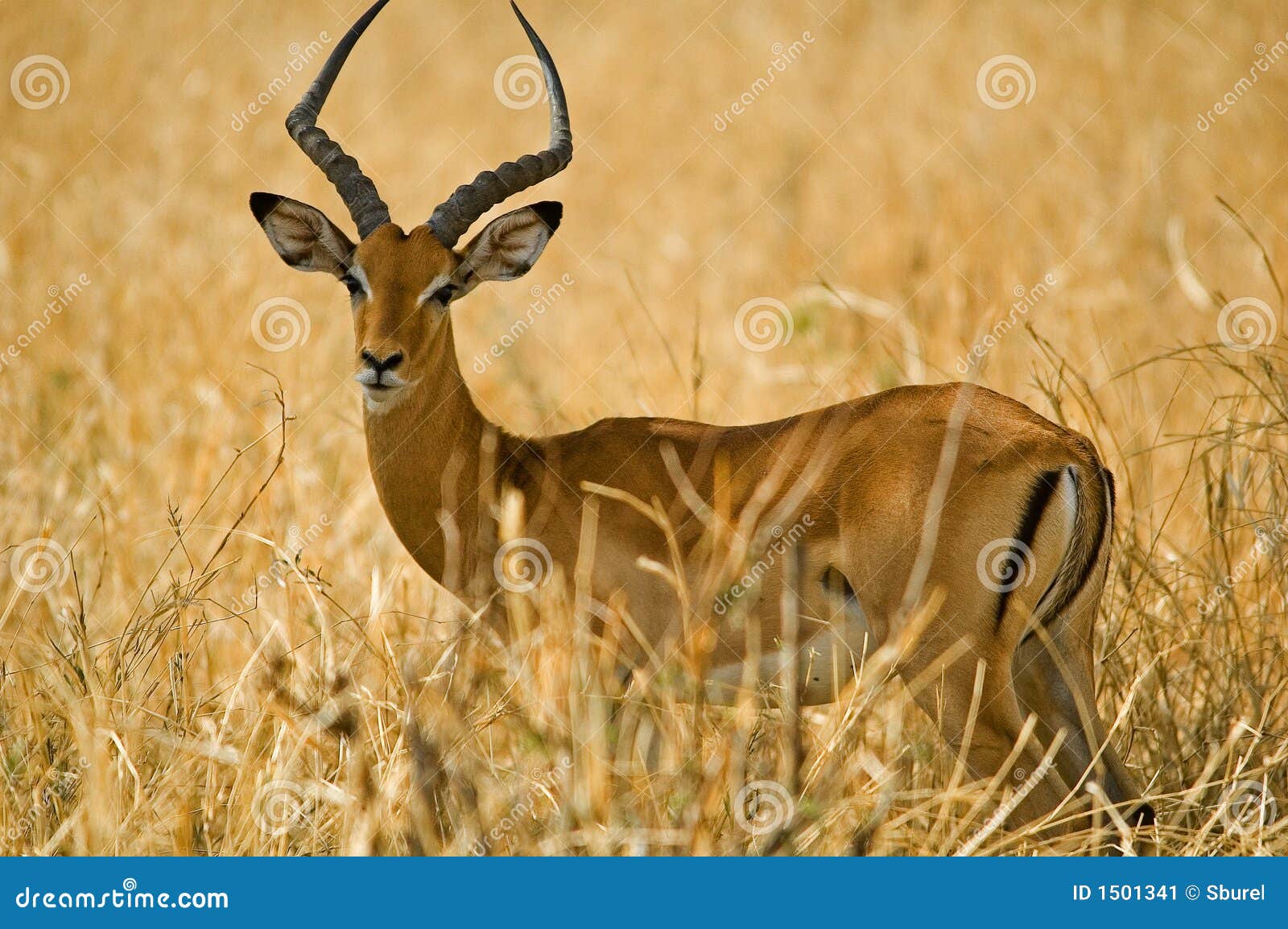 Impala stock image. Image of mammal, africa, safari, impala - 1501341