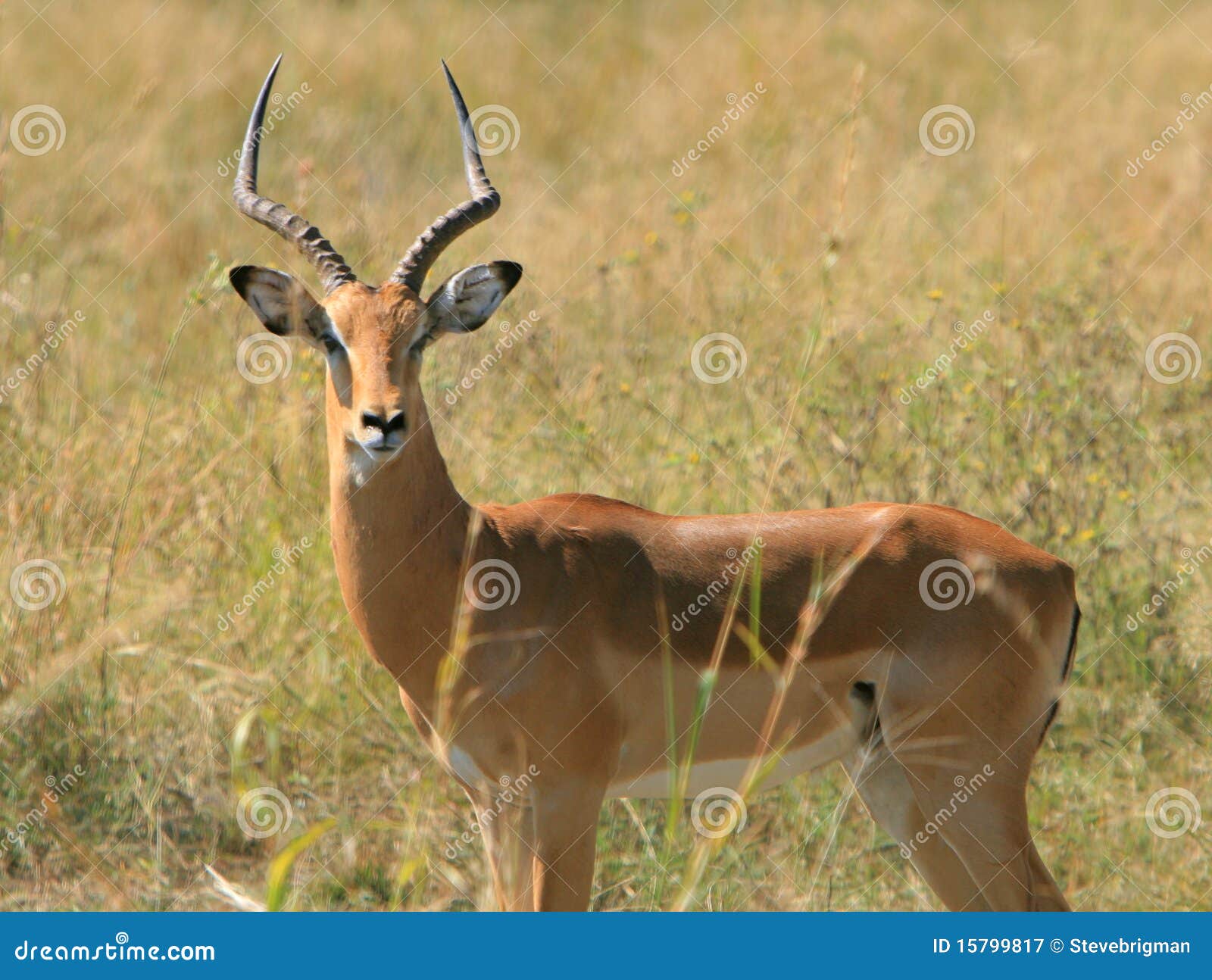 Impala imagen de archivo. Imagen de animal, fauna, ungulado - 15799817