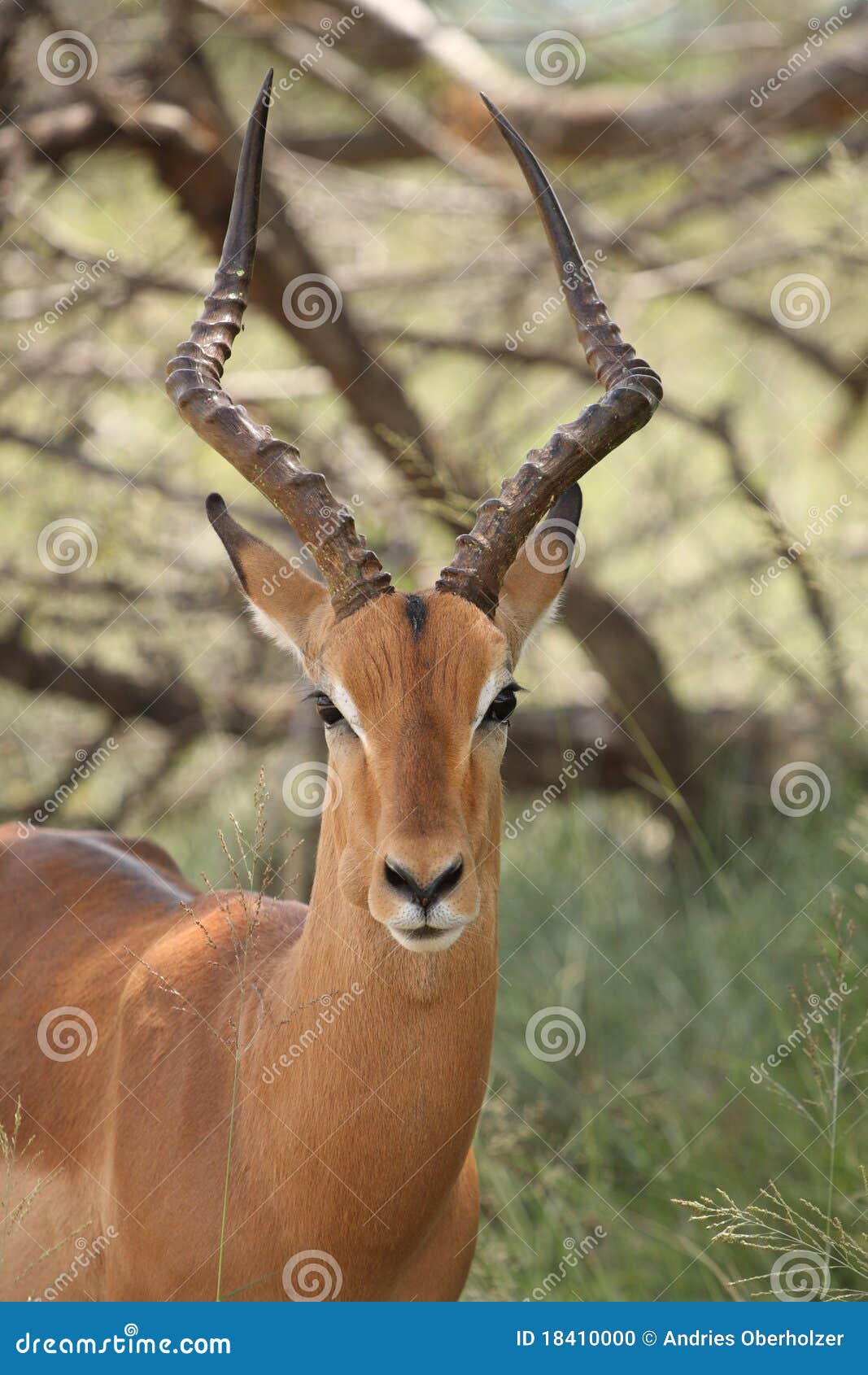 Impala stock photo. Image of tongue, wildlife, park, portrait - 18410000