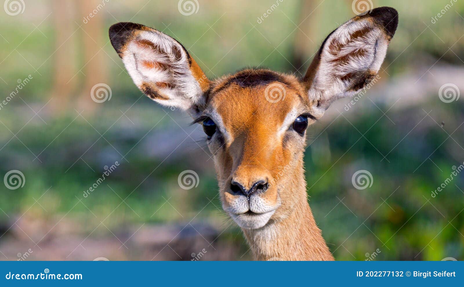 Big eyes of an antelope. stock photo. Image of afrika - 202277132