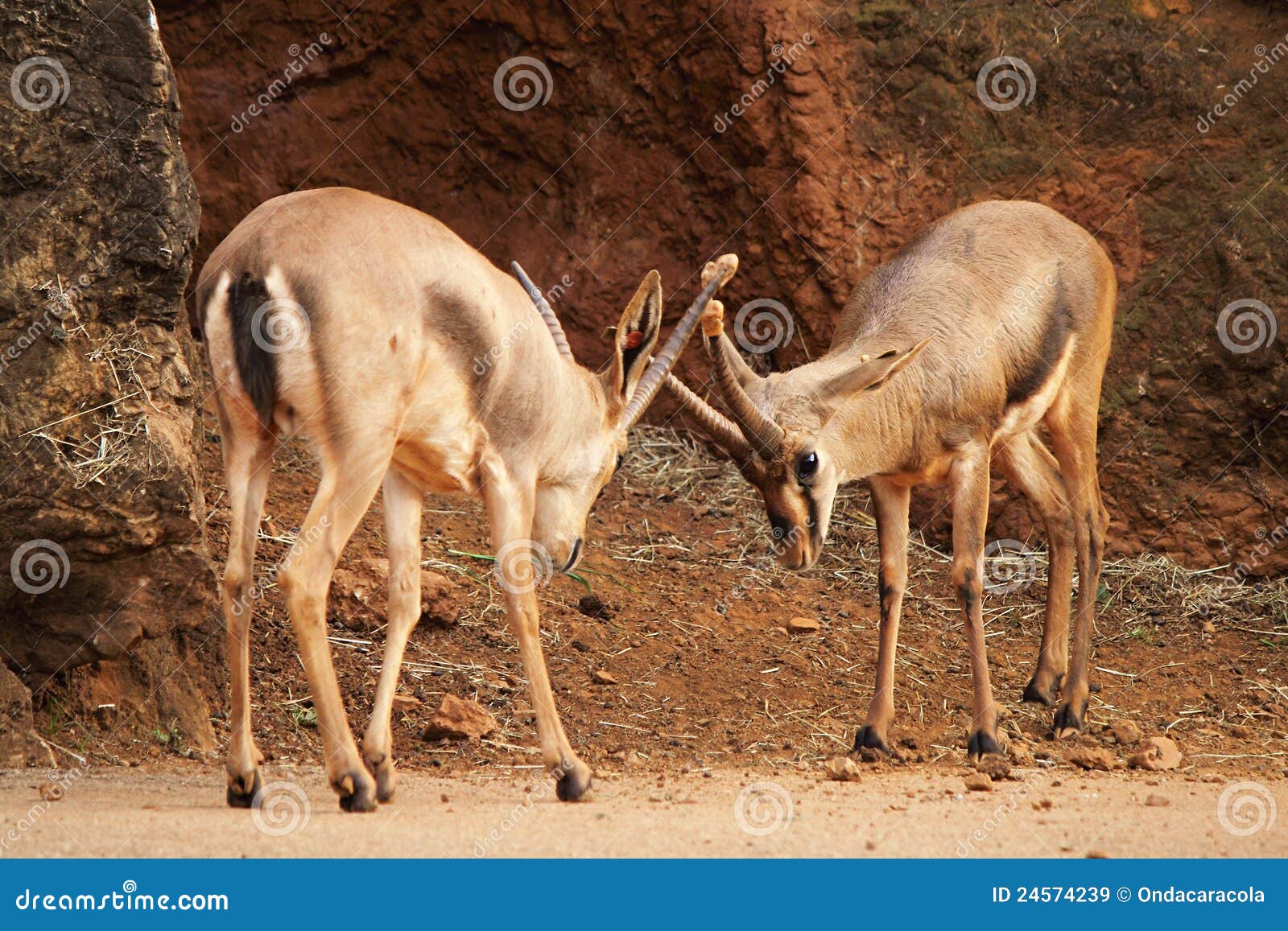 Impala stock image. Image of park, characteristic, biology - 24574239
