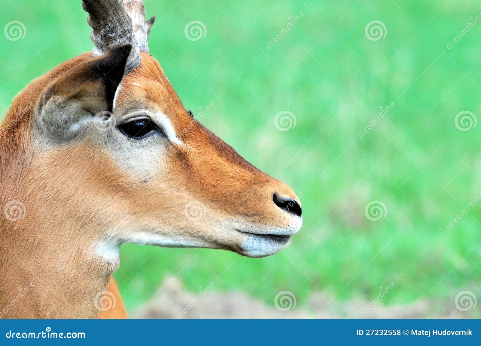 Impala stock photo. Image of mouth, neck, aepyceros, head - 27232558