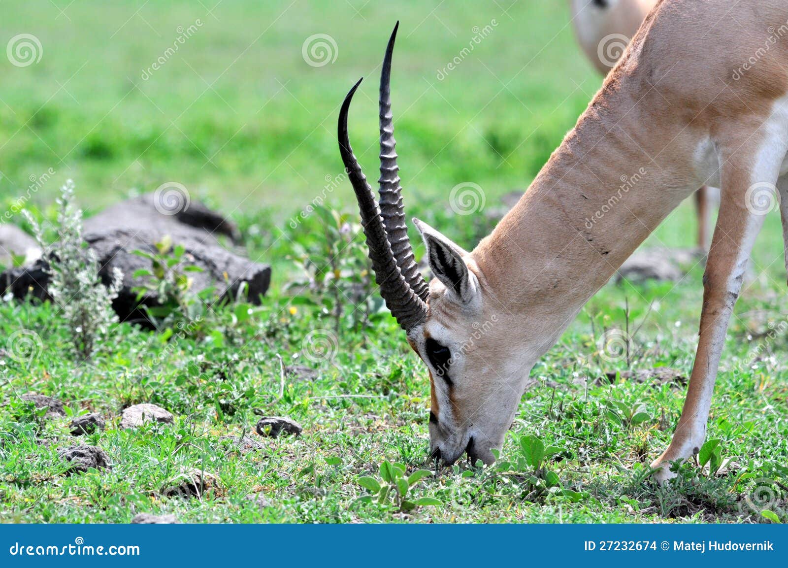 Impala stock photo. Image of africa, melampus, long, mouth - 27232674