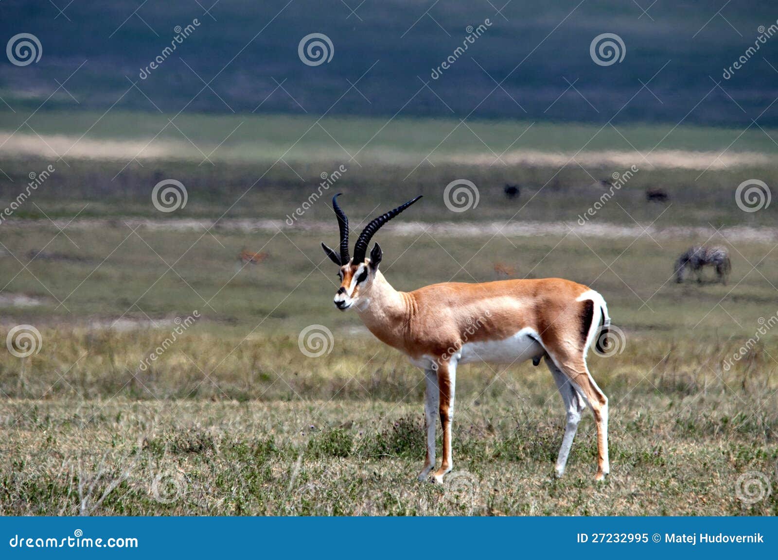 Impala stock image. Image of eyes, head, field, game - 27232995