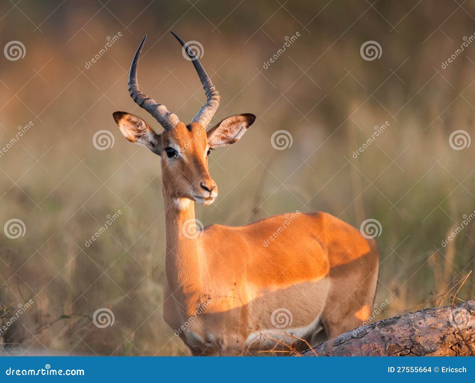 Impala stock photo. Image of gazing, prey, deer, melampus - 27555664