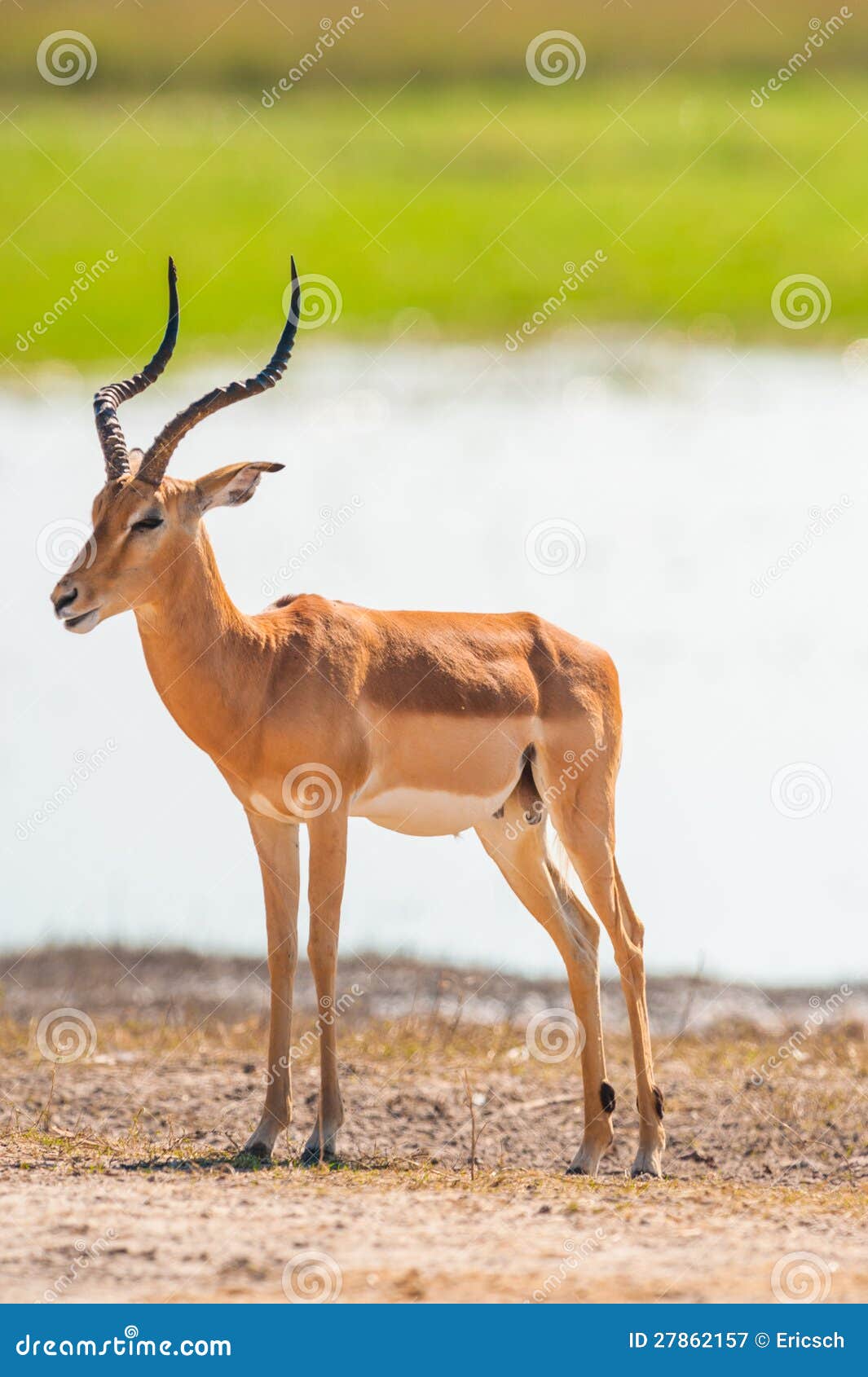 Impala stock image. Image of africa, park, aepyceros - 27862157