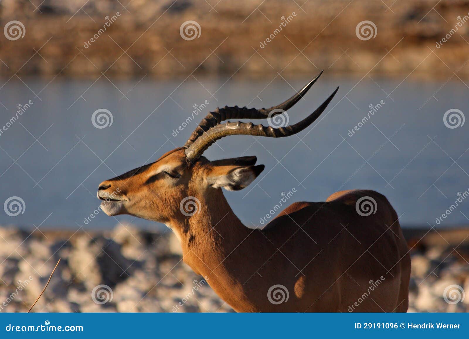 An impala stock photo. Image of gazelle, wild, tourism - 29191096