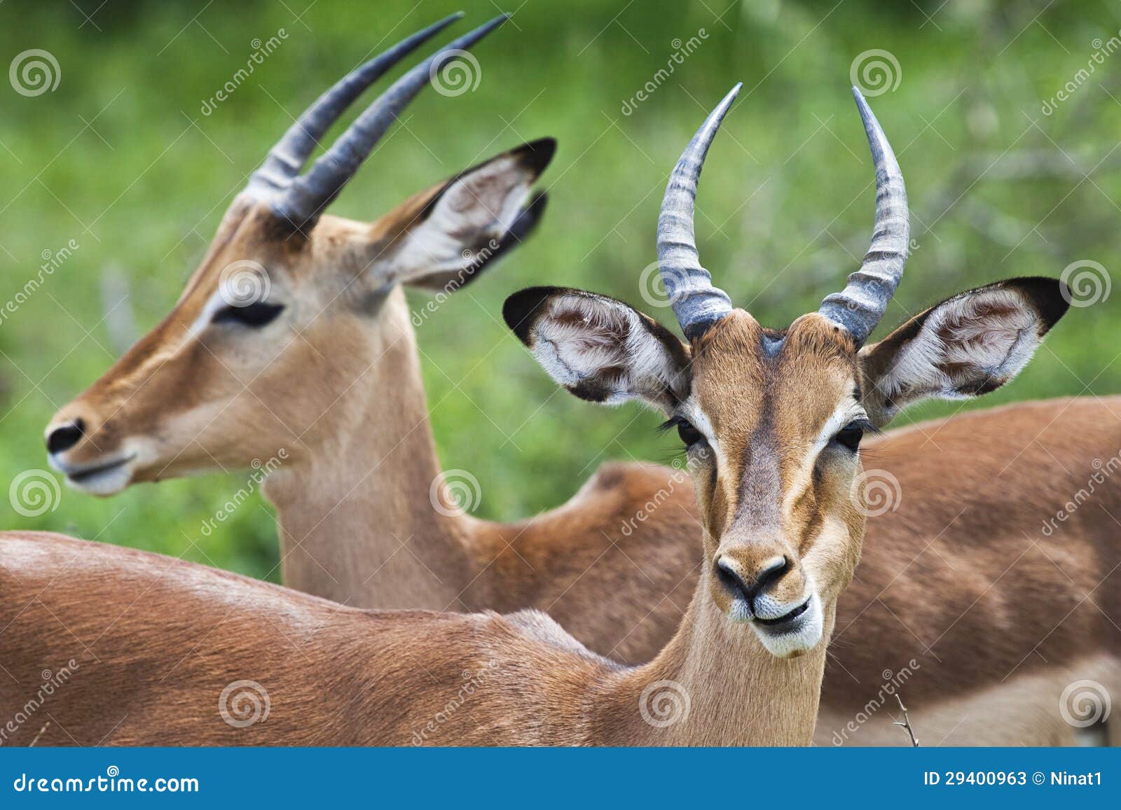 Impala imagen de archivo. Imagen de impala, fauna, travieso - 29400963