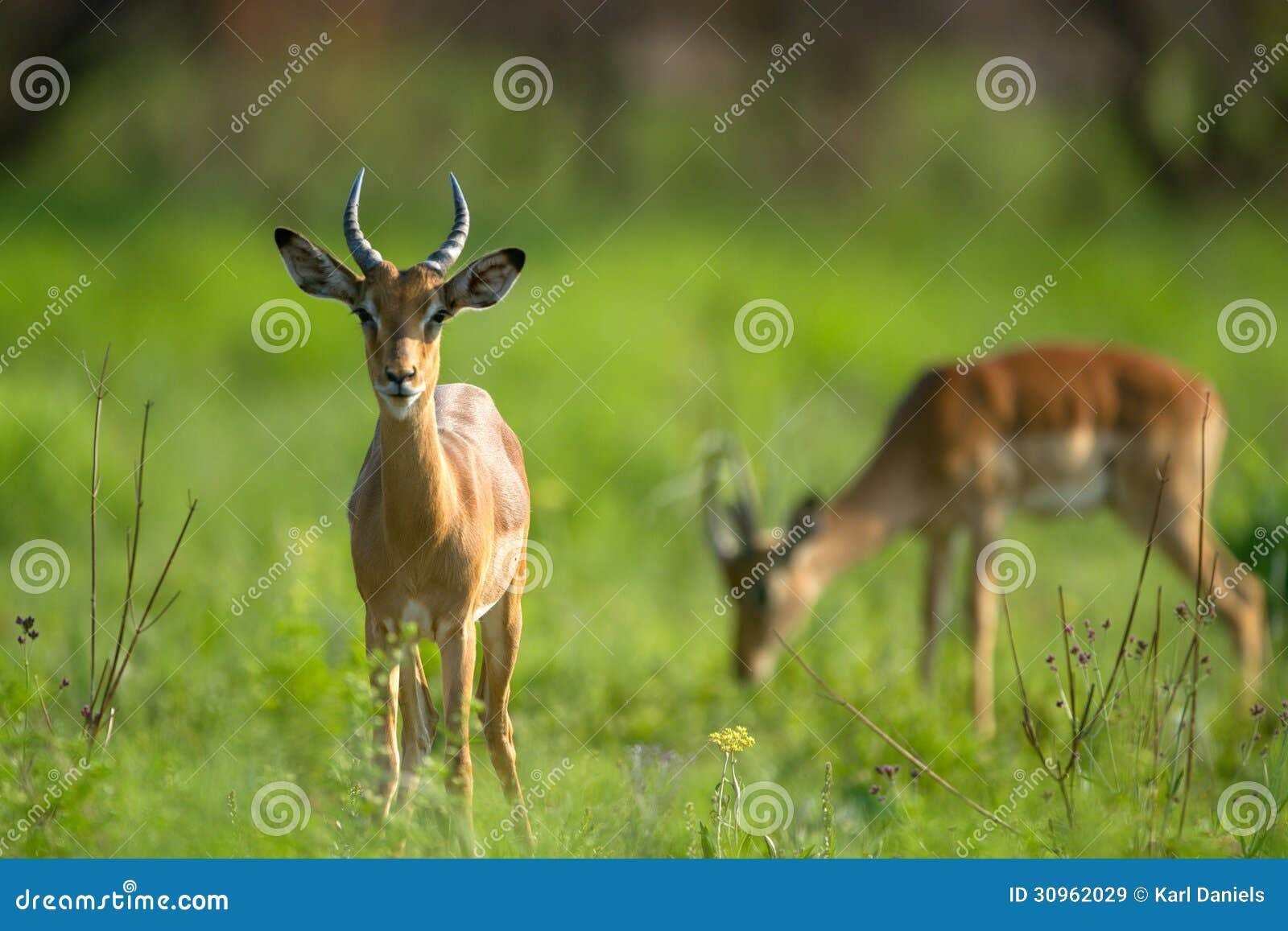 Impala imagen de archivo. Imagen de reventar, conducir - 30962029