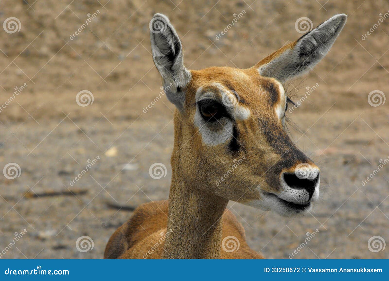 Impala foto de archivo. Imagen de sabanas, tierra, ambiente - 33258672