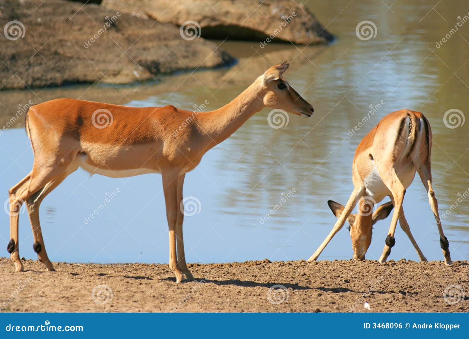 Impala stock photo. Image of tranquil, antelope, impala - 3468096