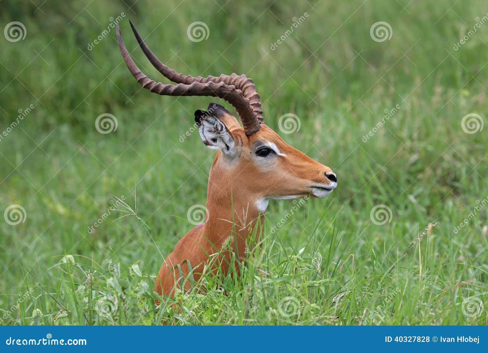 Impala foto de archivo. Imagen de colinas, kenia, salvaje - 40327828