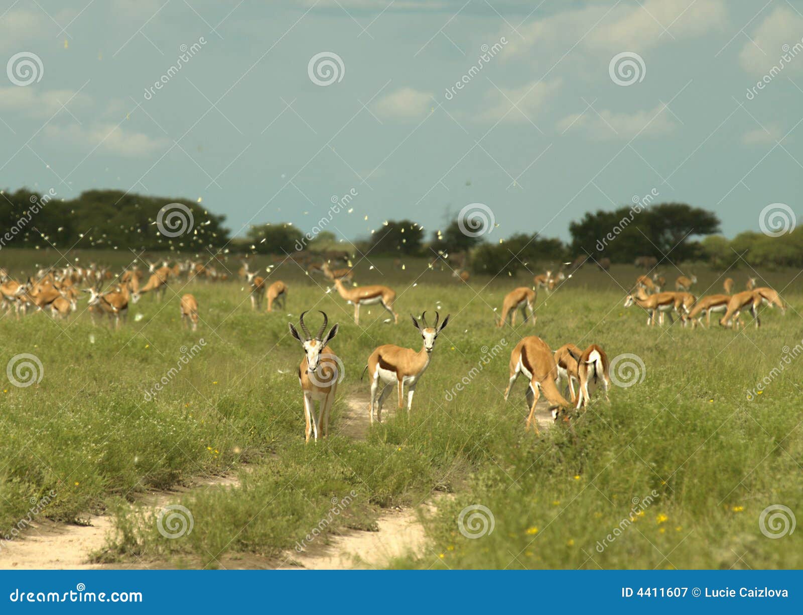 Impala stock image. Image of safari, impala, leopard, king - 4411607