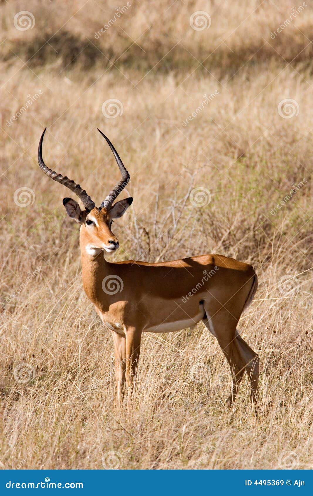 Impala stock image. Image of savannah, kenya, calm, freedom - 4495369