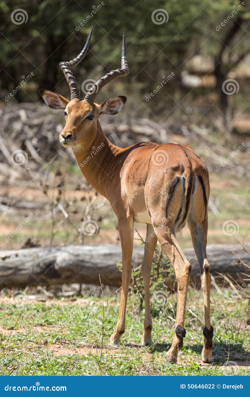 Impala foto de archivo. Imagen de animal, yermo, impala - 50646022
