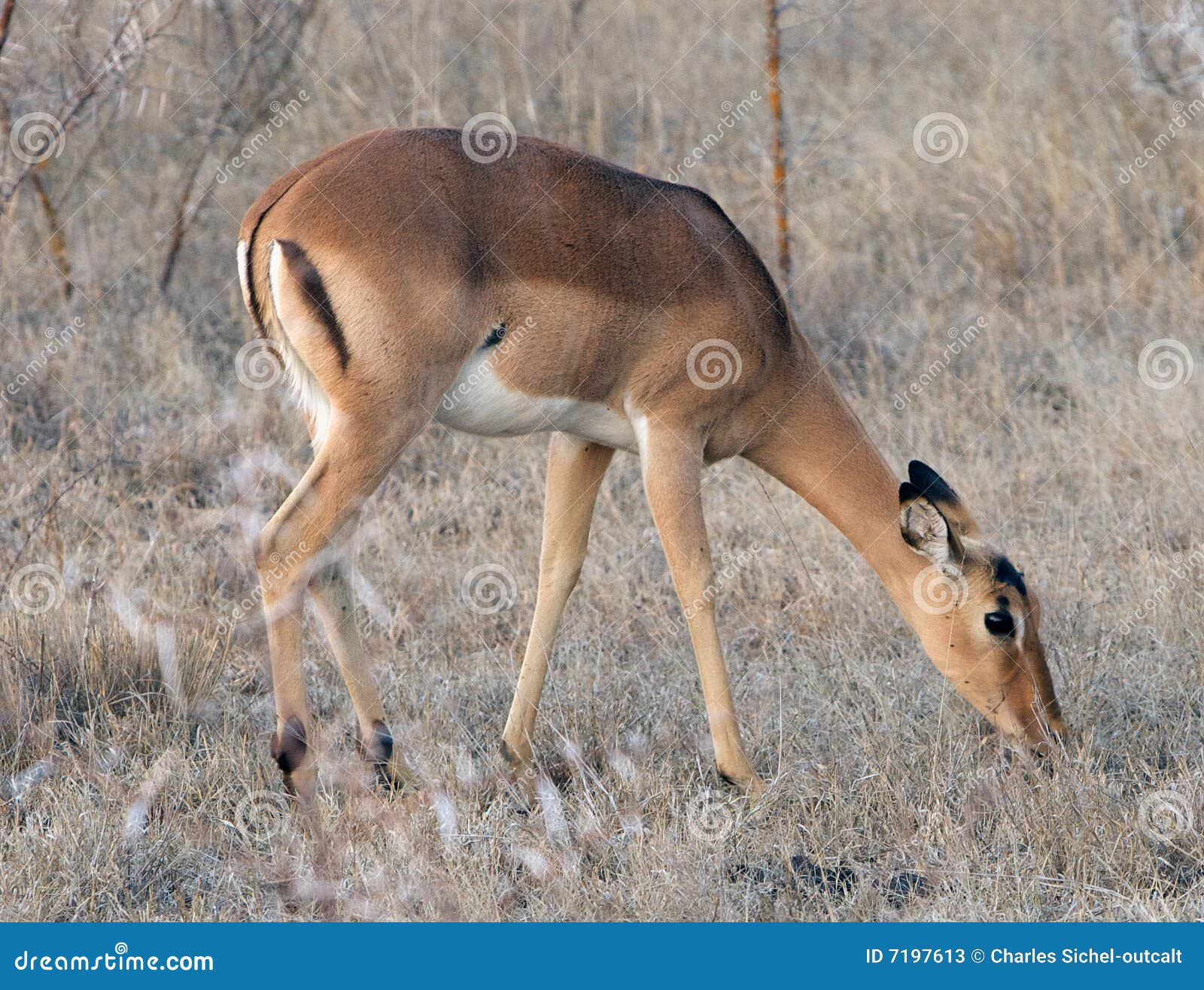 Impala stock image. Image of feed, feeding, brown, botswana - 7197613