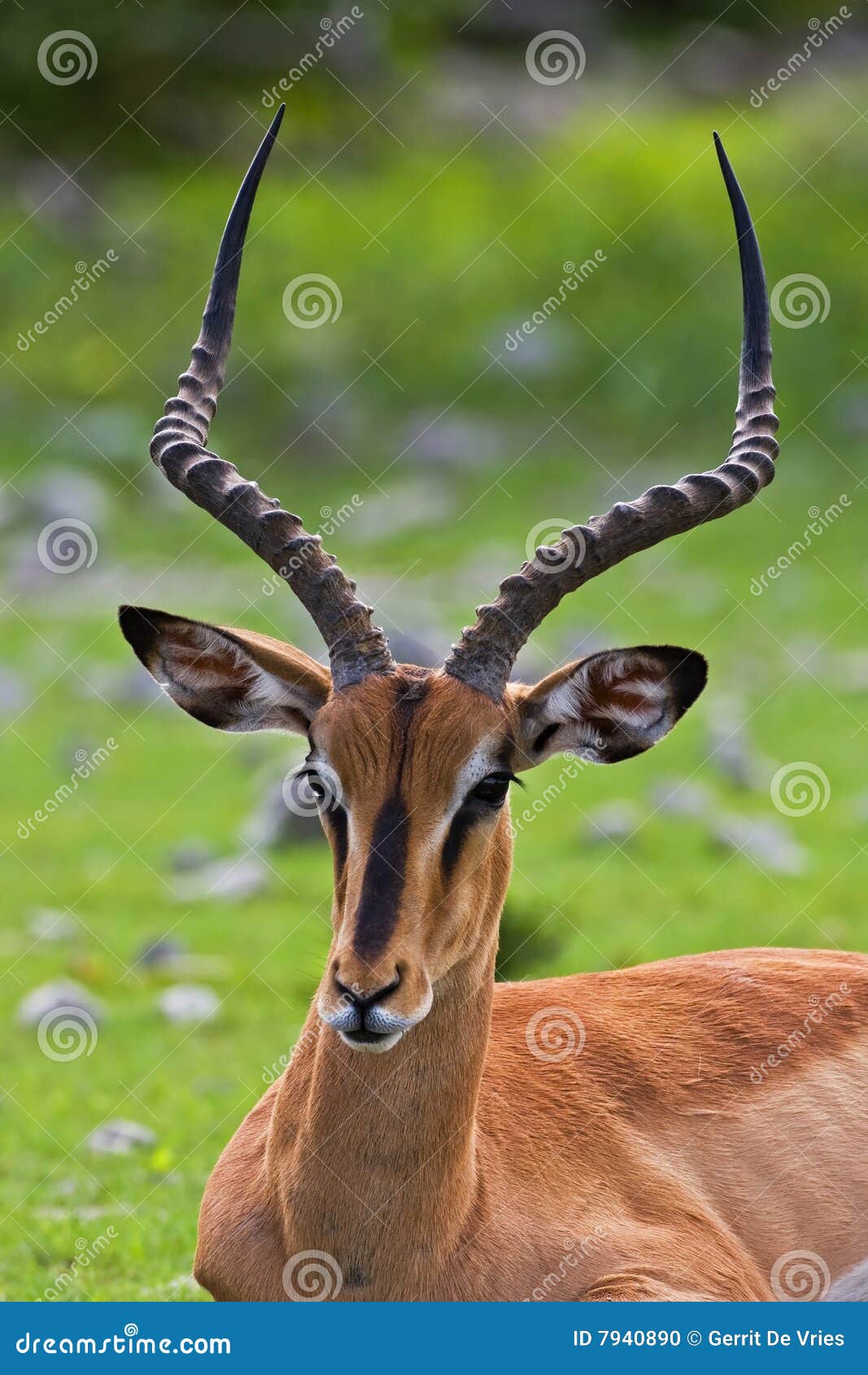 Impala stock photo. Image of sharp, portrait, south, long - 7940890