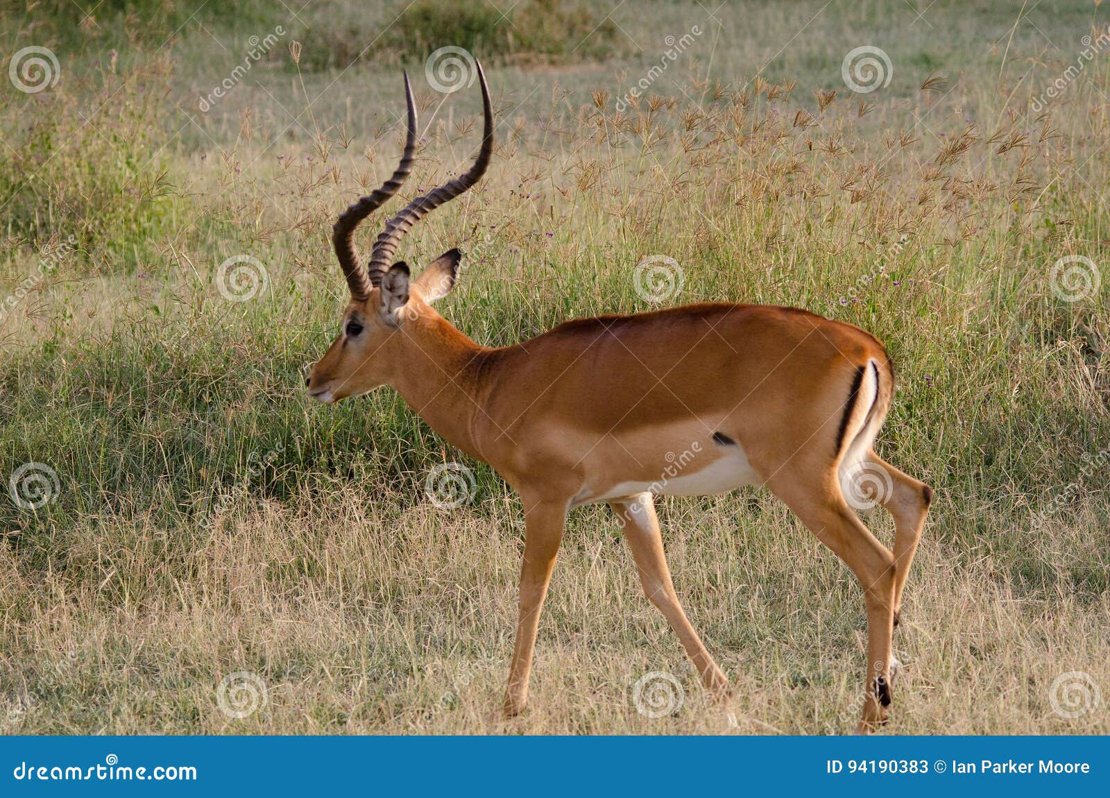 Impala stock image. Image of mammal, outside, wild, grazing - 94190383