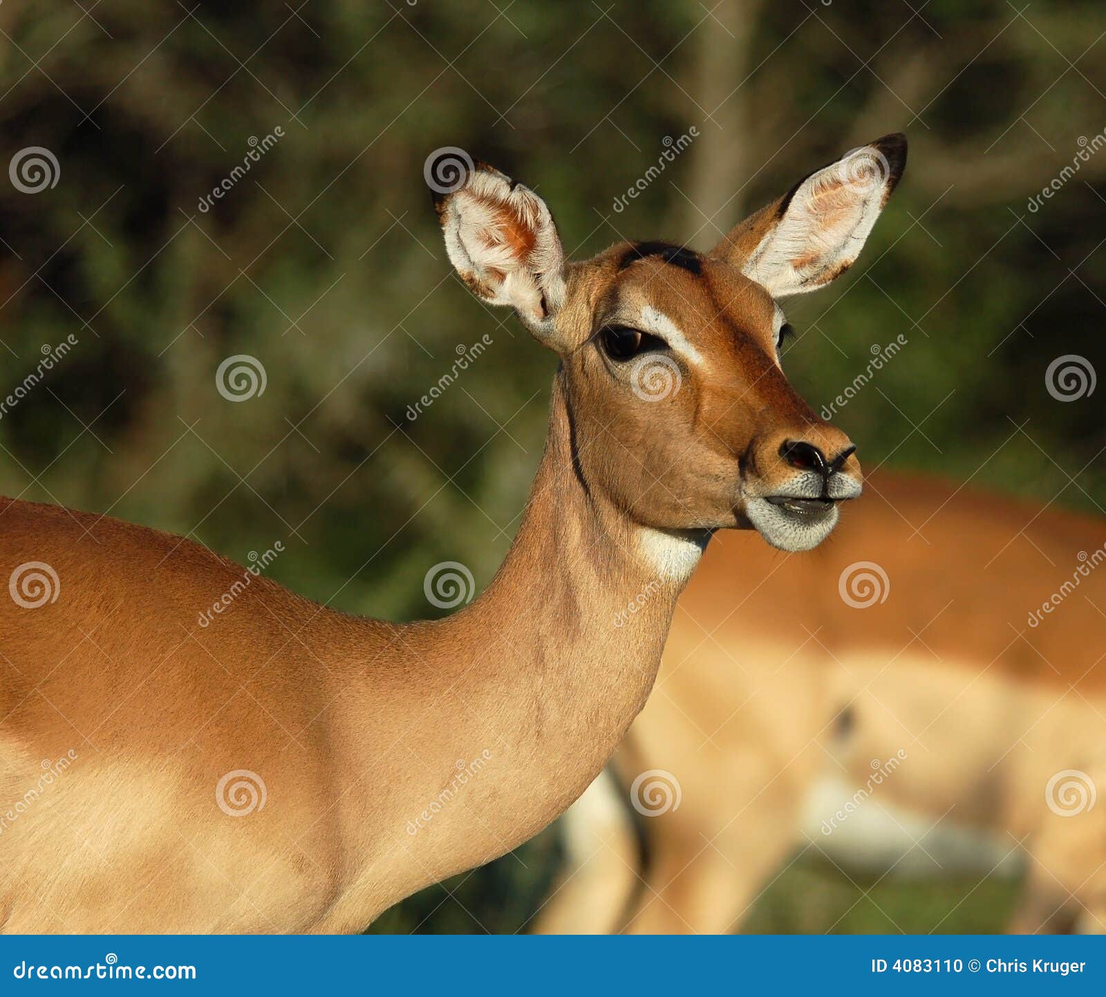 Impala: Aepyceros Melampus stock photo. Image of natural - 4083110