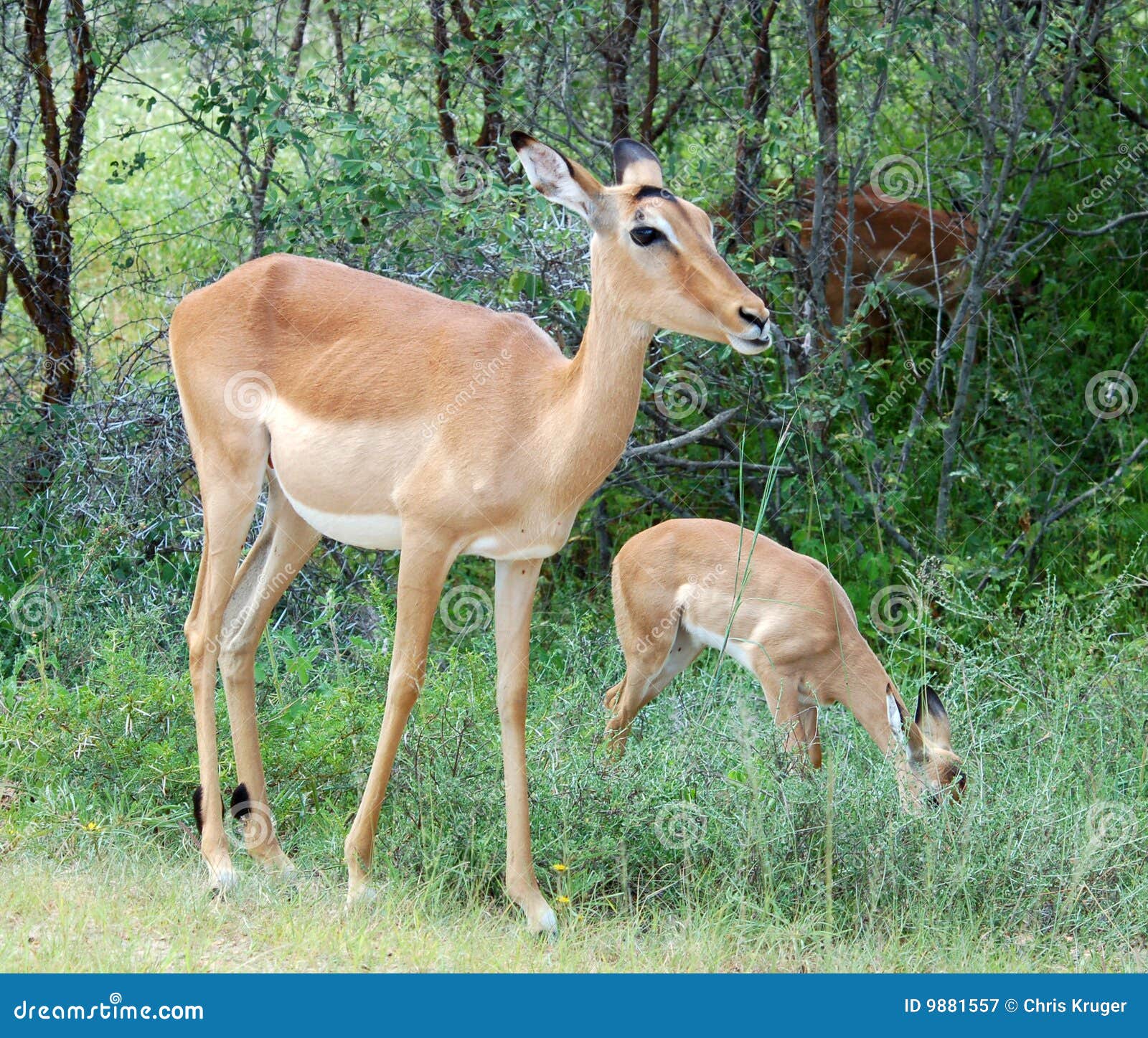 Impala: Aepyceros Melampus stock image. Image of impala - 9881557