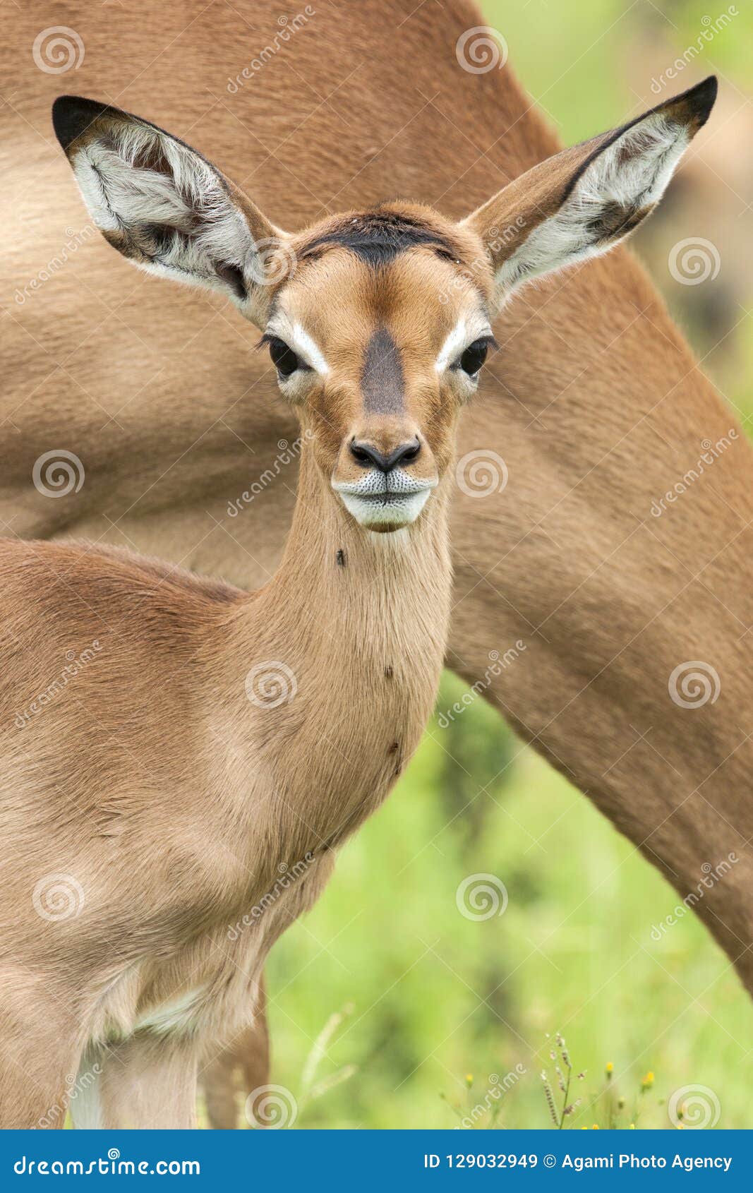 Impala, Impala, Aepyceros Melampus Stock Image - Image of mammal, baby ...