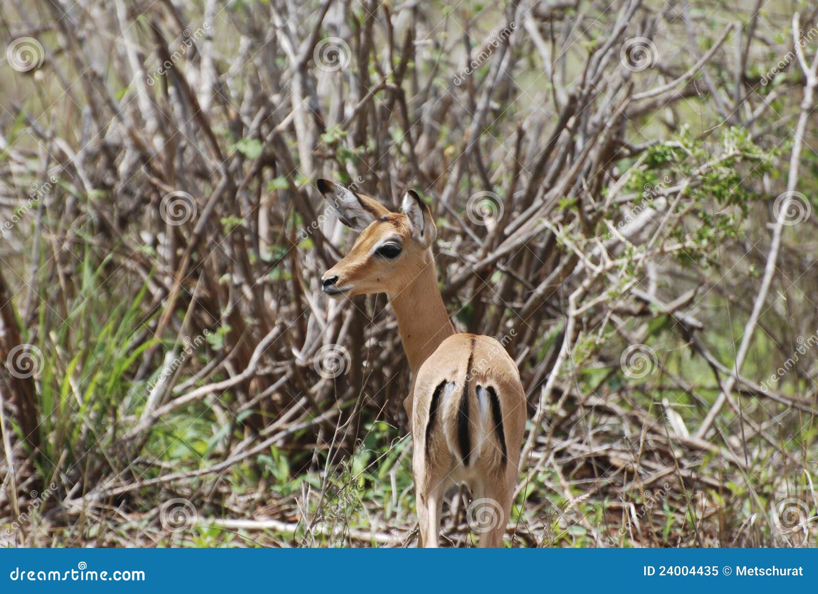 Impala (Aepyceros Melampus Petersi) Stock Image - Image of watch ...
