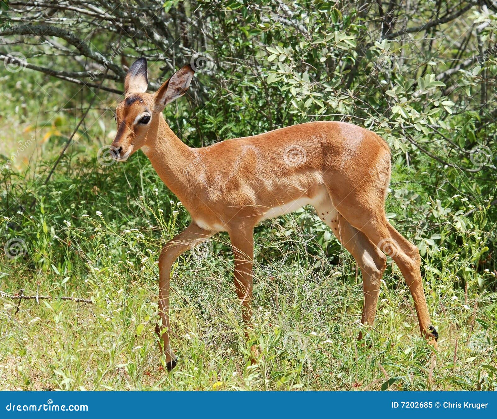 Impala in Africa stock image. Image of melampus, bull - 7202685