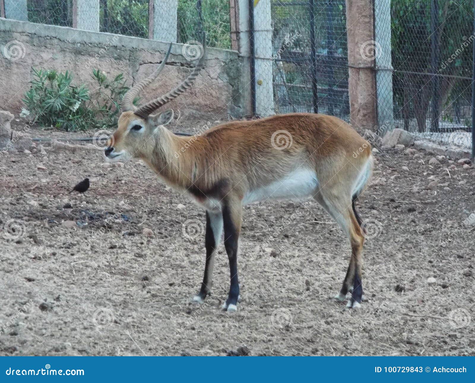 The Impala Africa stock image. Image of black, grass - 100729843