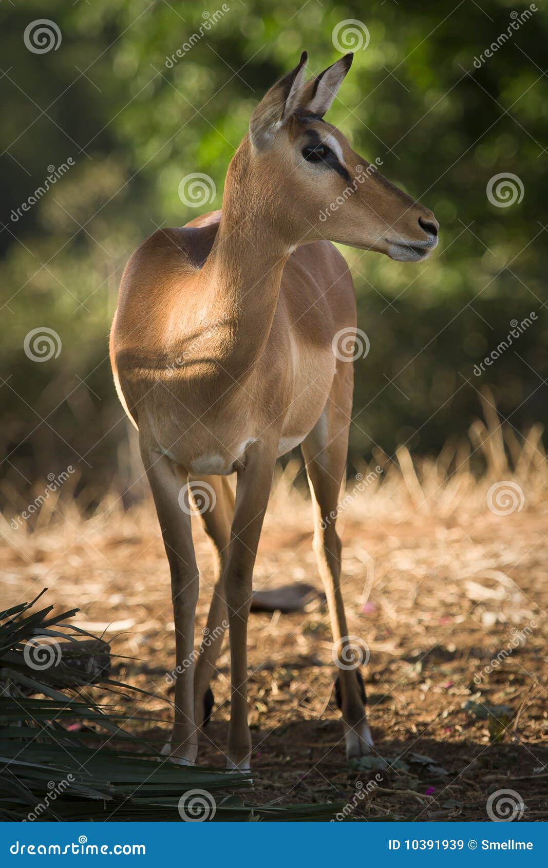 Impala antelope stock image. Image of northern, buck - 10391939