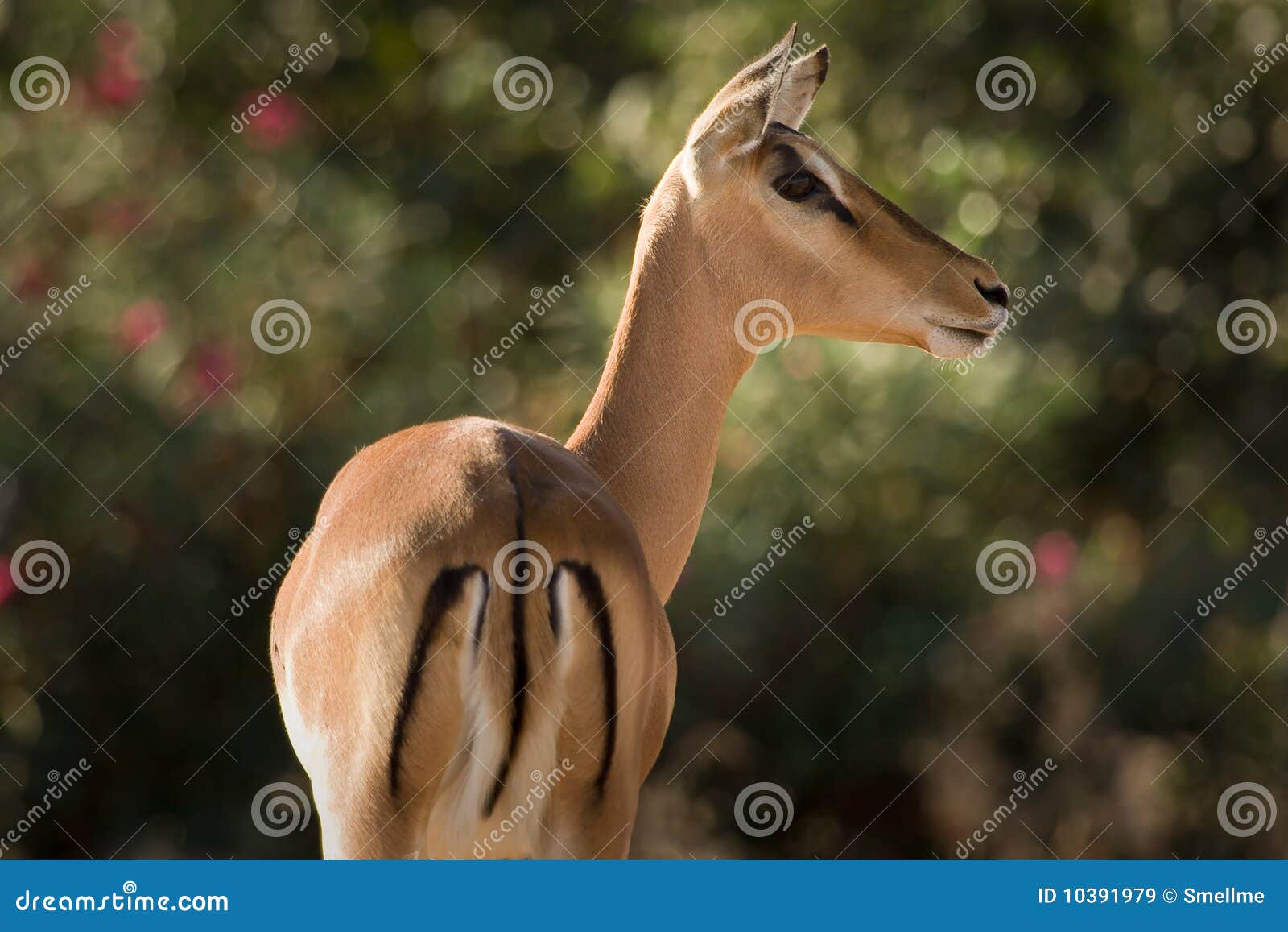 Impala antelope stock image. Image of horns, safari, africa - 10391979