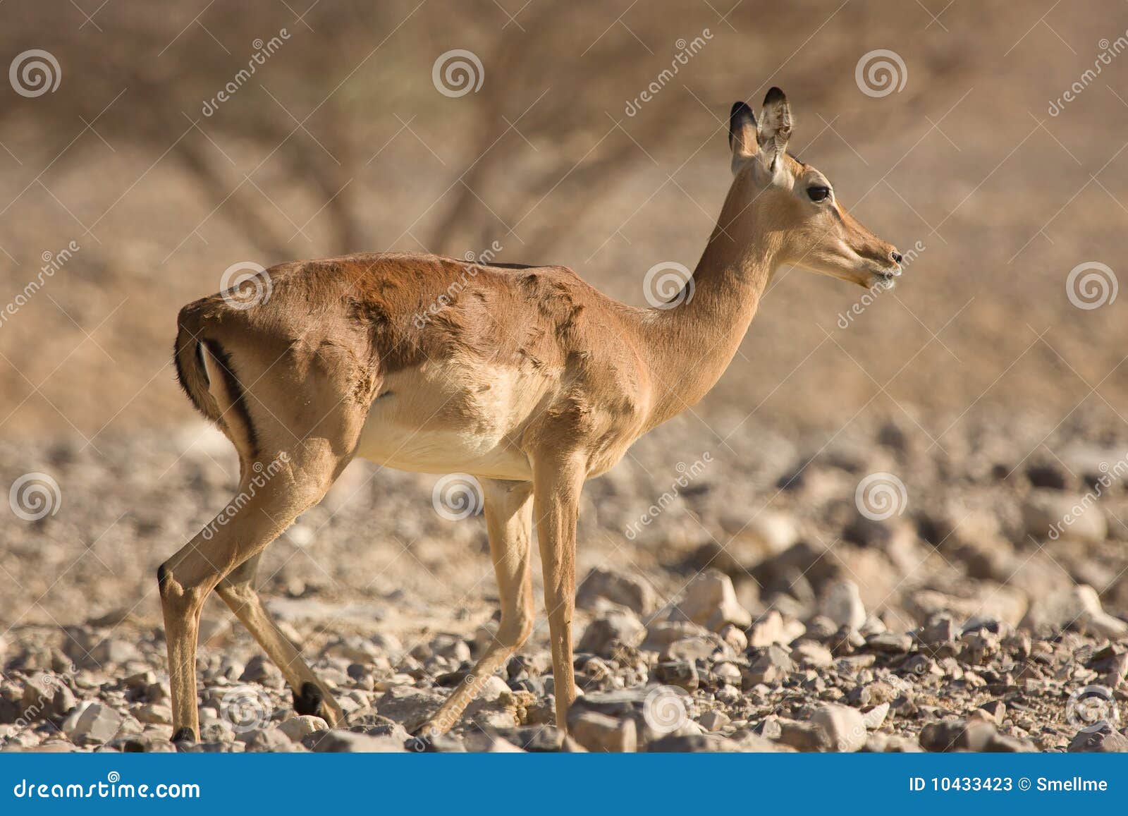 Impala antelope stock image. Image of nature, northeastern - 10433423