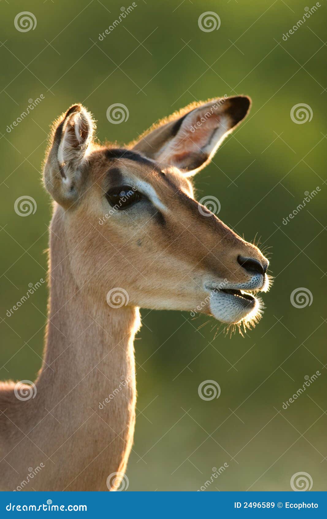 Impala antelope stock image. Image of animal, herbivore - 2496589