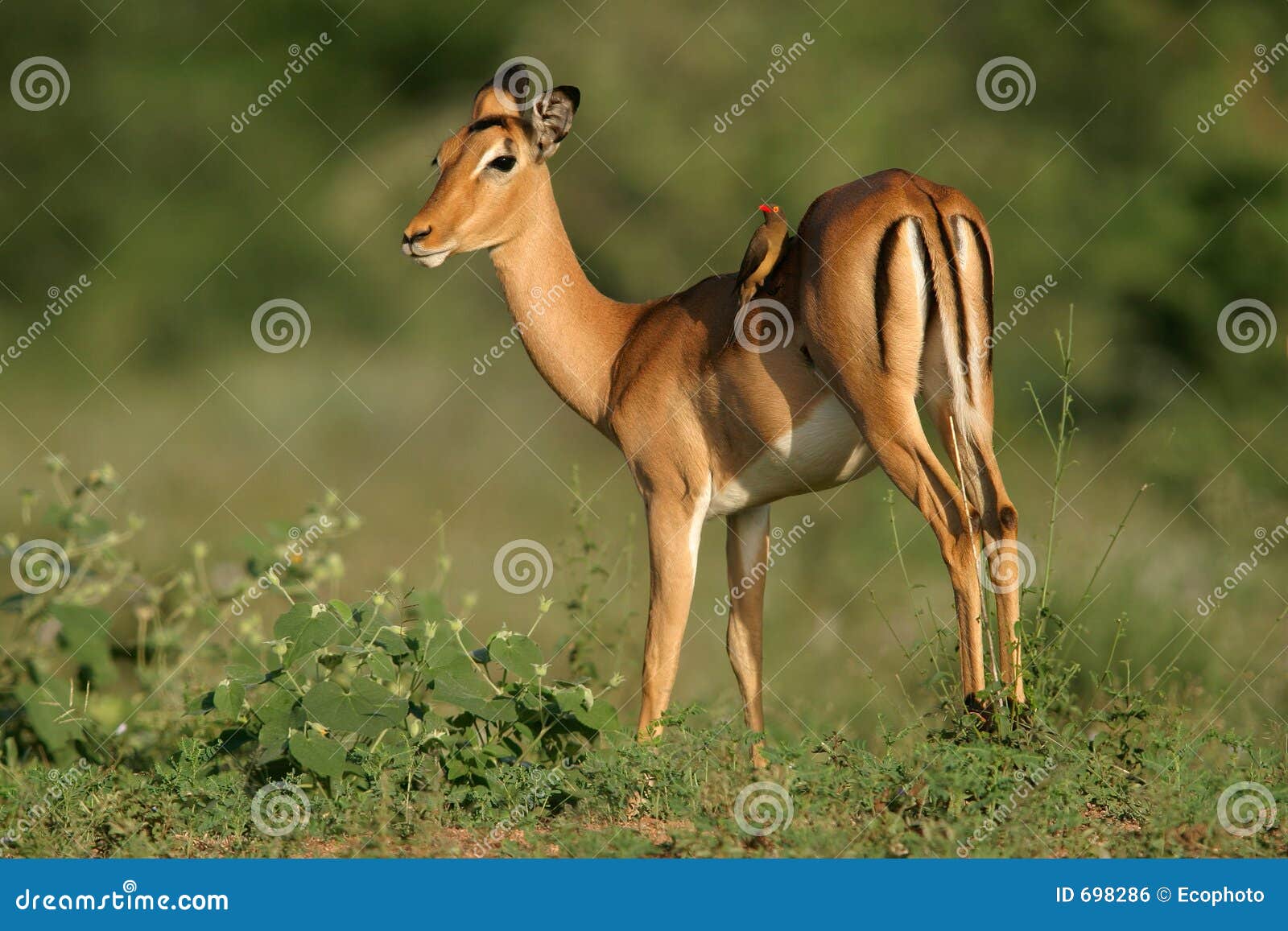 Impala antelope stock photo. Image of symbiosis, alert - 698286
