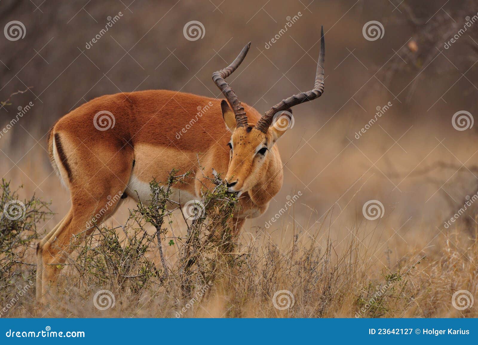 Impala Antelope (Aepyceros Melampus) Stock Image - Image of fauna ...