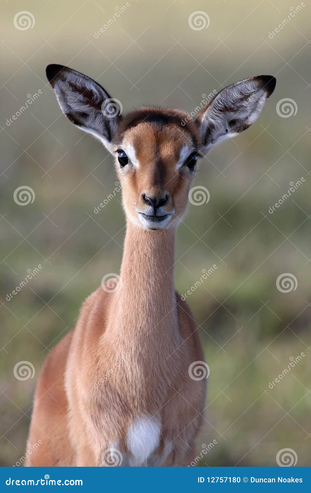 Impala Antelope Baby stock photo. Image of nature, africa - 12757180
