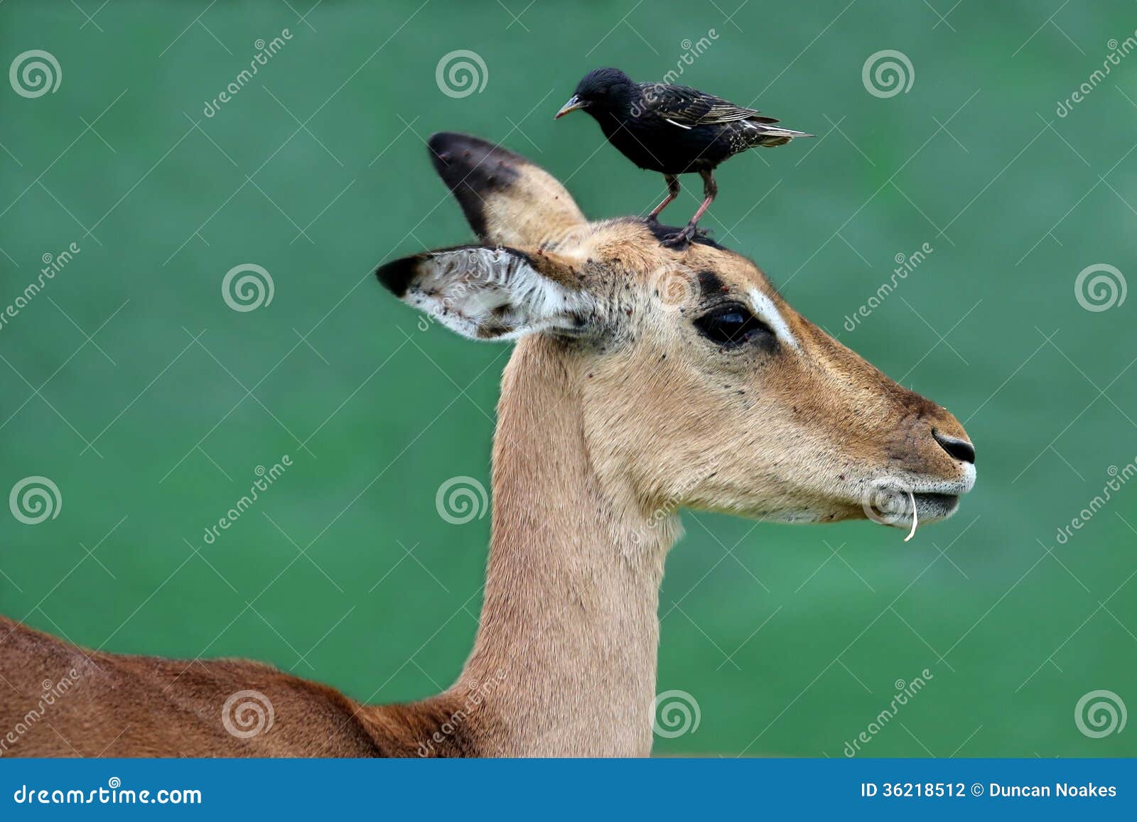 Impala Antelope with Bird on Head Stock Photo - Image of herbivore ...